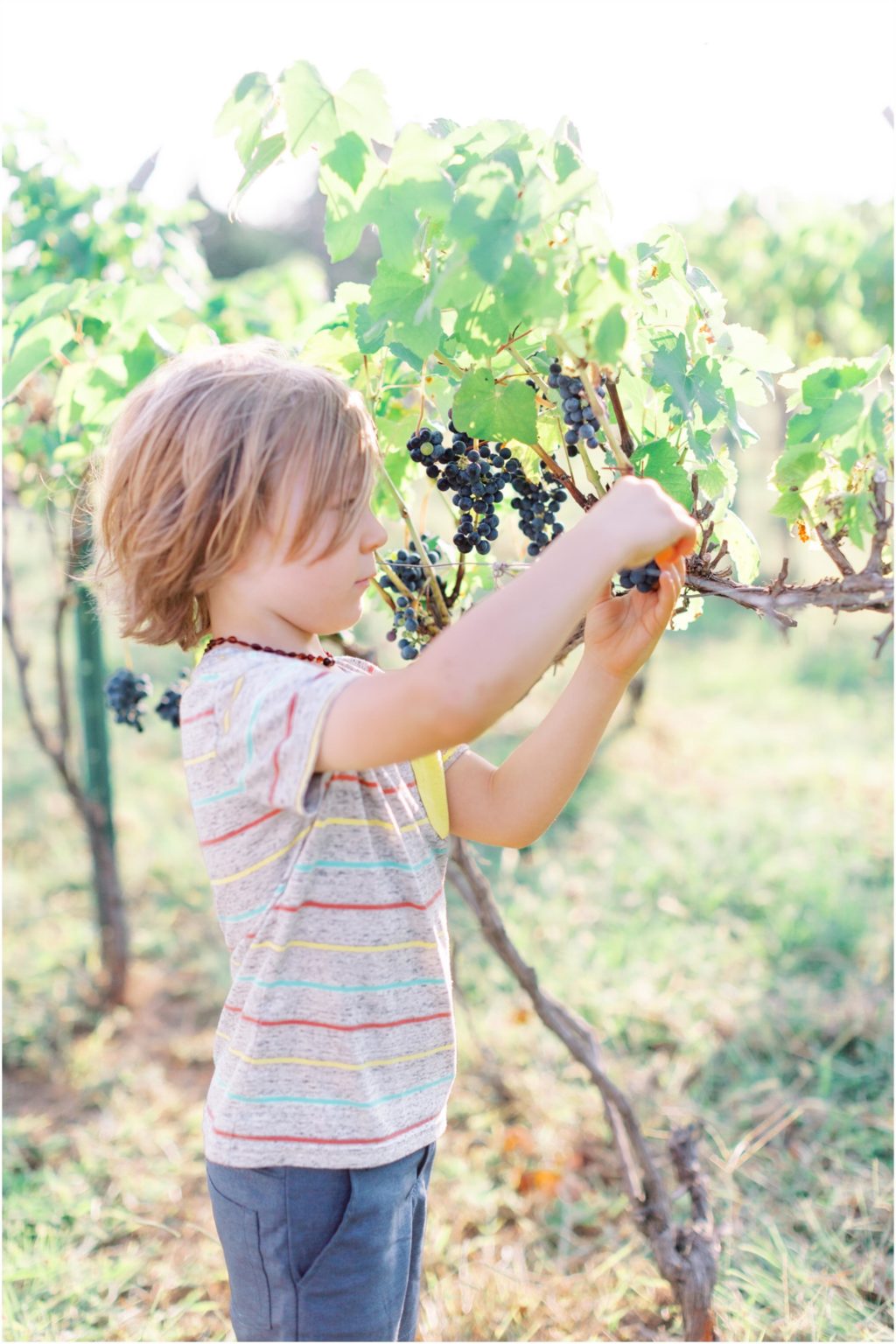 Grape Harvesting with the Marks Kids - laurenmarksphotography.com